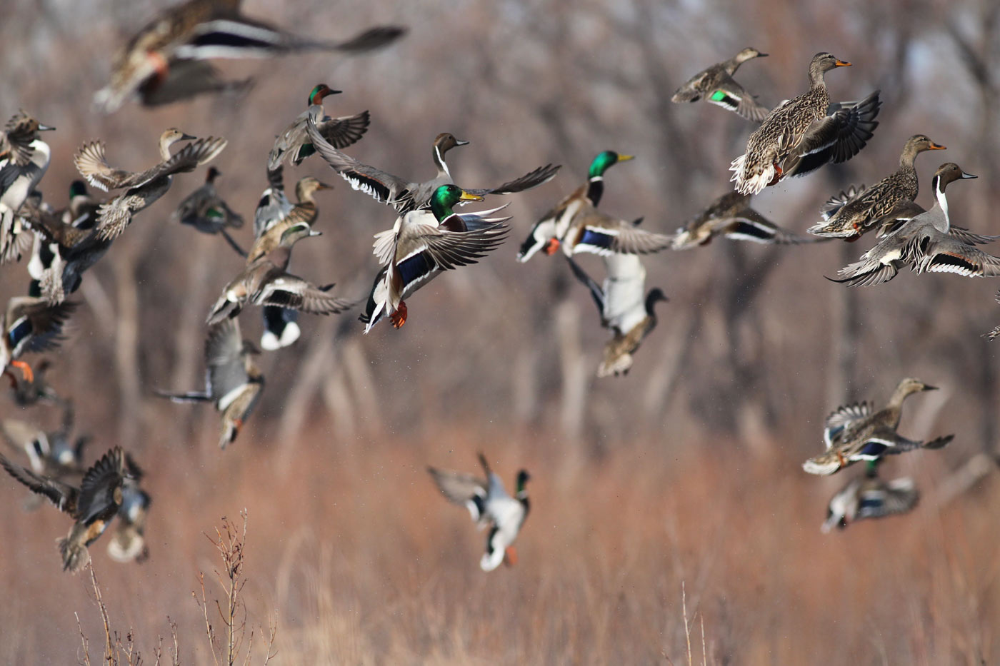 Gallery | 737 Duck Club
